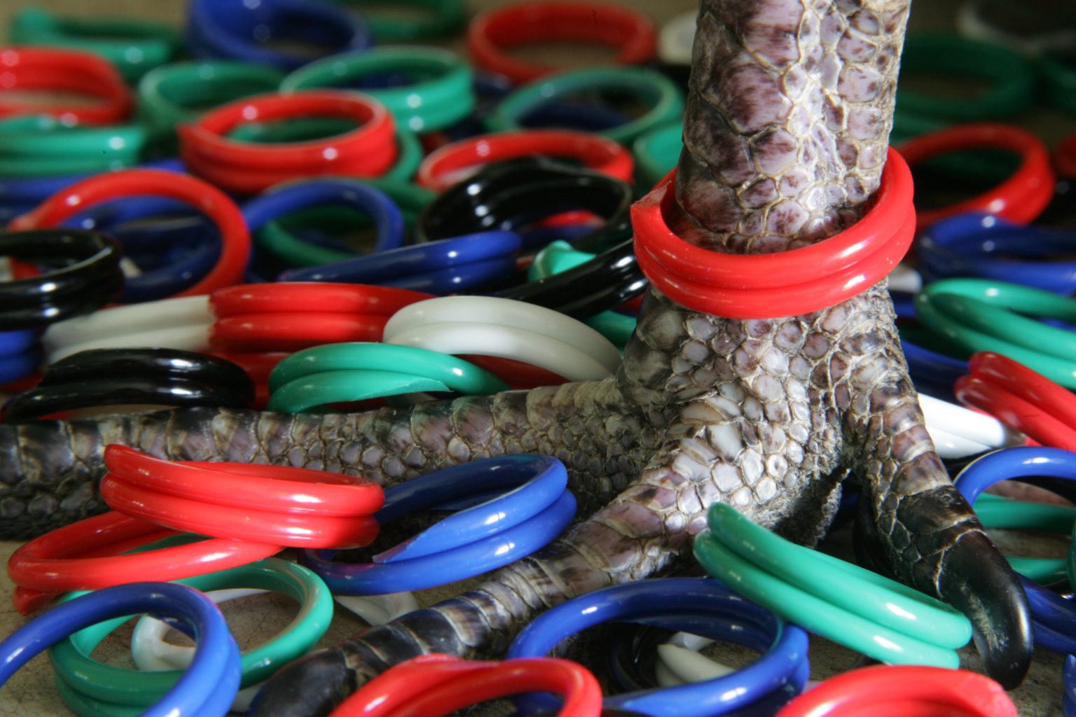 Ringing Turkeys Ringing Turkeys